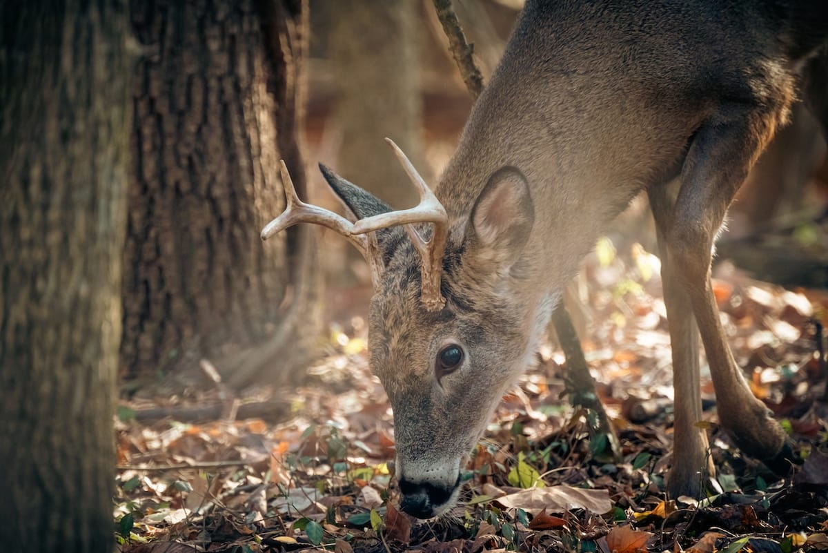 Local Wildlife Event a Success