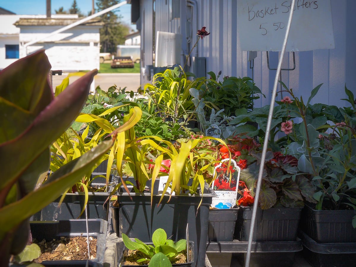 Greenery galvanizes Govan gift and gallery goers