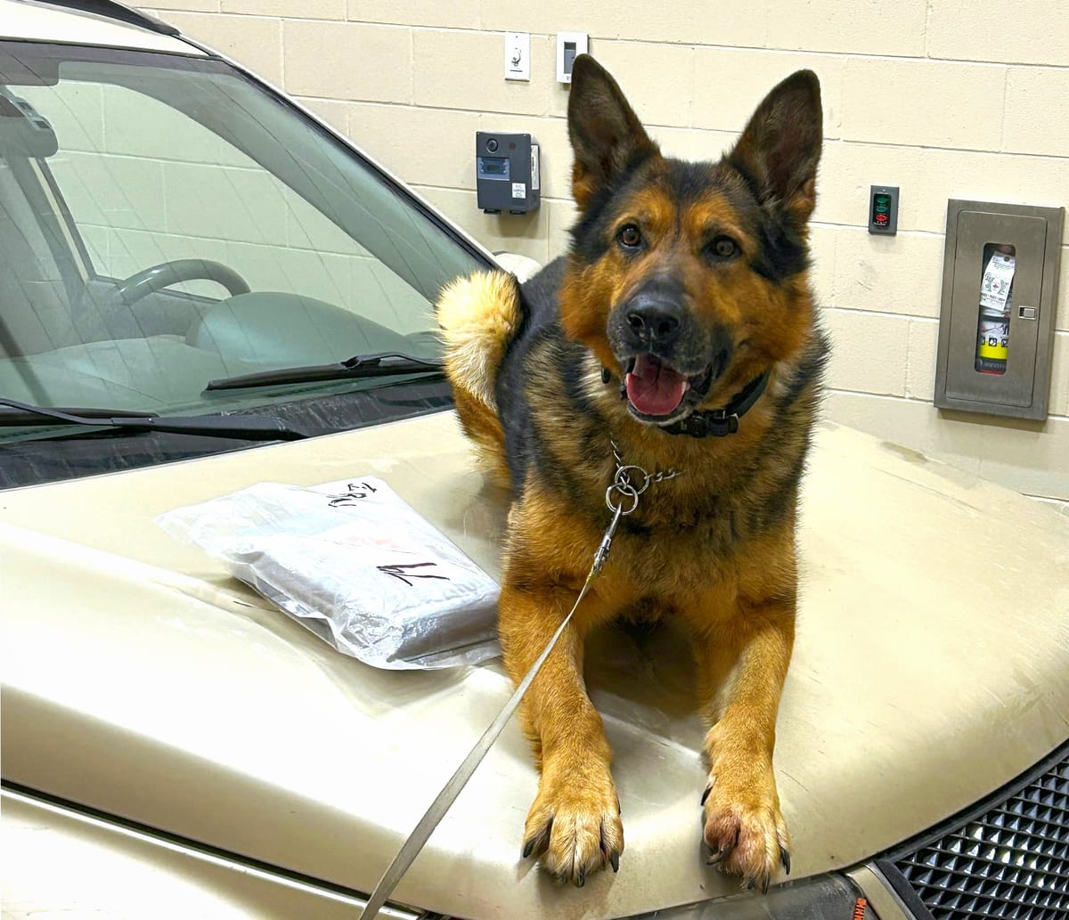 SK’s RCMP police service dog locates 1 kg of booger sugar
