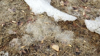 Snow mold